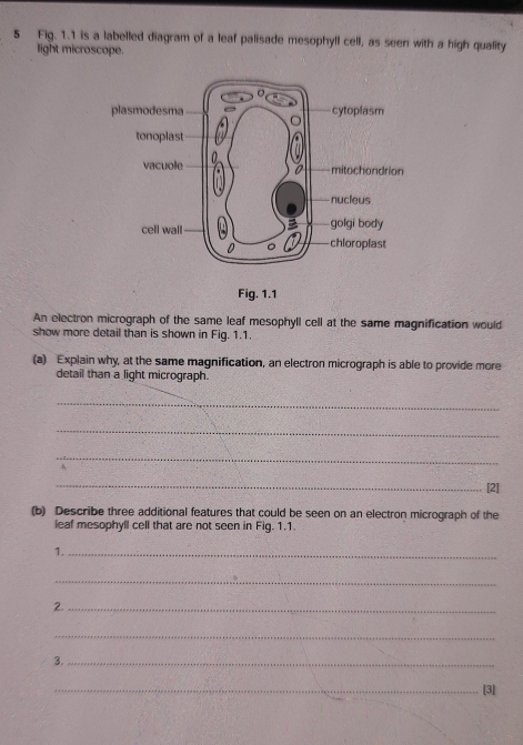 Solved: Fig. 1.1 is a labelled diagram of a leaf palisade mesophyll ...