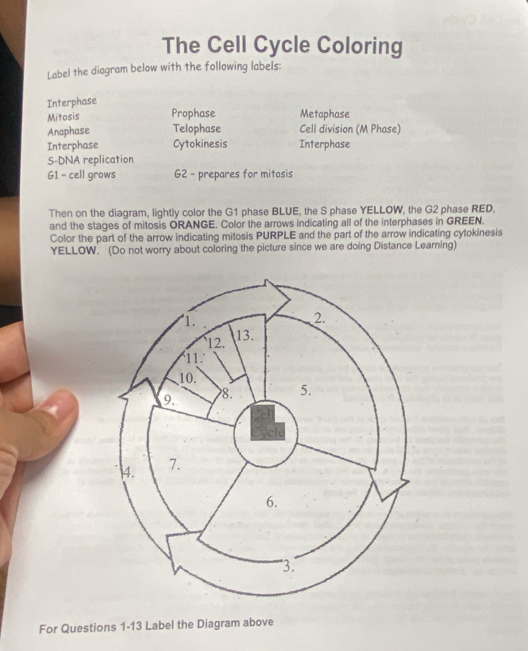 Solved: The Cell Cycle Coloring Label the diagram below with the ...