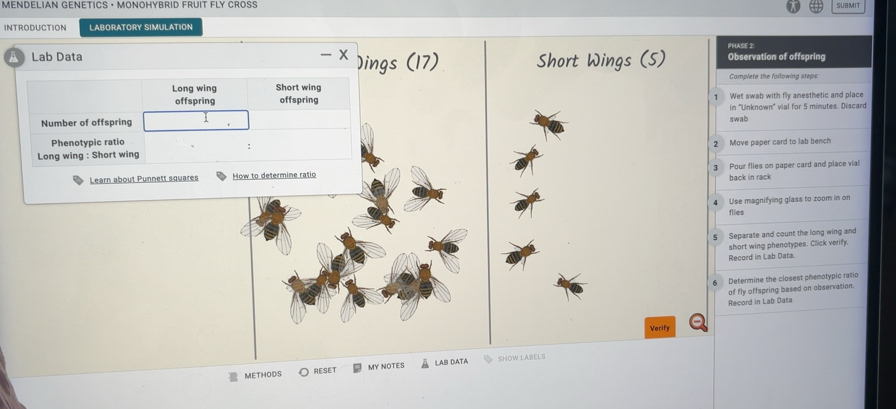 Solved: MENDELIAN GENETICS · MONOHYBRID FRUIT FLY CROSS SUBMIT ...