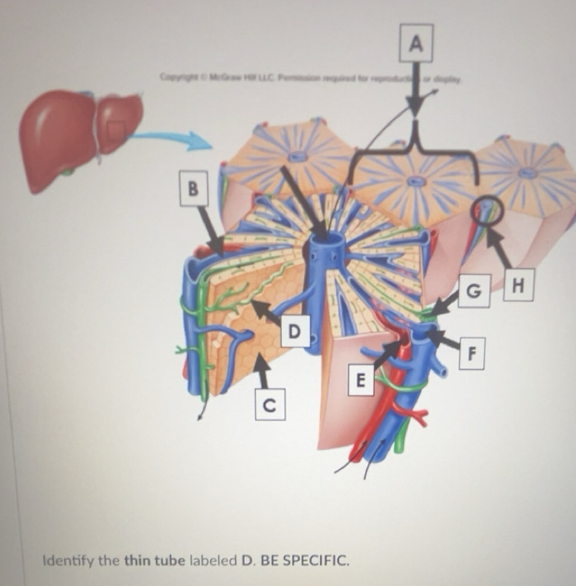 Solved: ldentify the thin tube labeled D. BE SPECIFIC. [Biology]