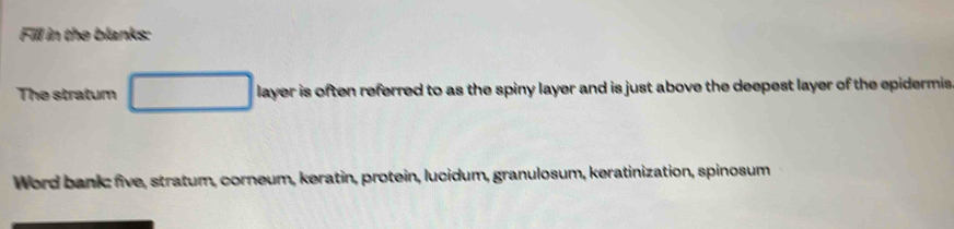 Solved: Fill in the blanks: The stratum layer is often referred to as ...