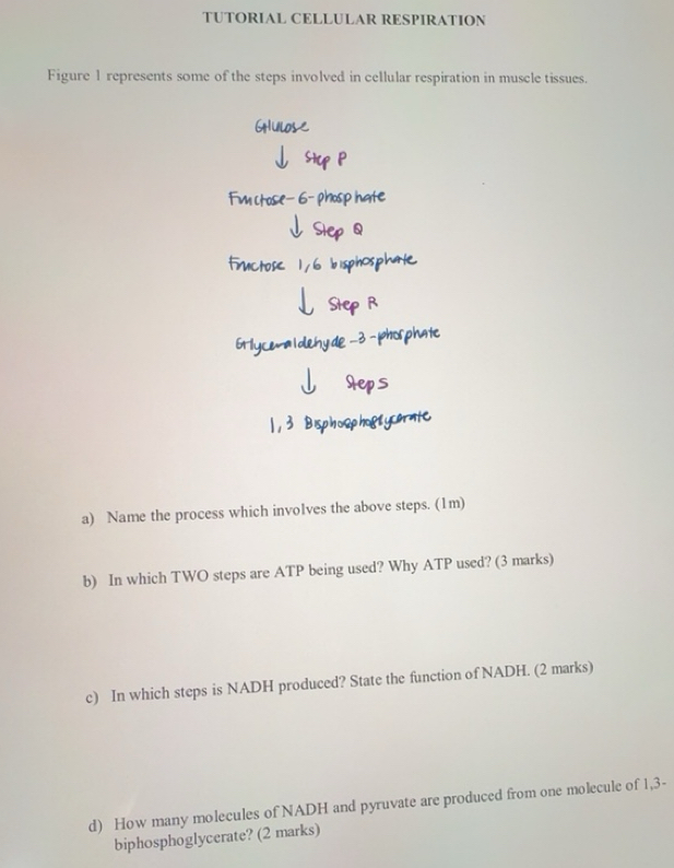 Selesai:TUTORIAL CELLULAR RESPIRATION Figure 1 represents some of the steps involved in cellular