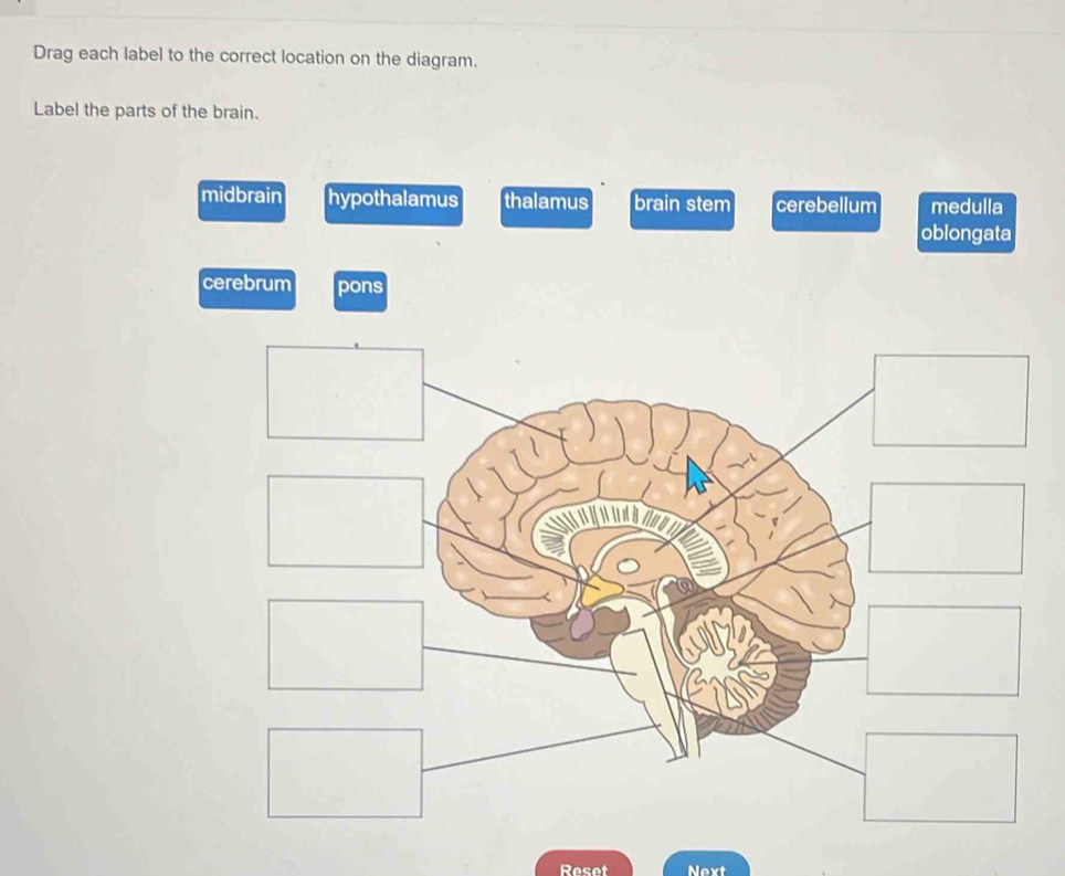 Solved: Drag each label to the correct location on the diagram. Label the parts of the brain ...