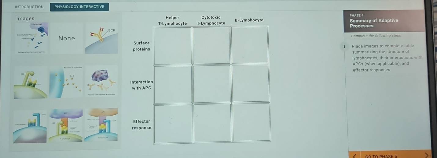Solved: INTRODUCTION PHYSIOLOGY INTERACTIVE PHASE 4: Images Helper ...