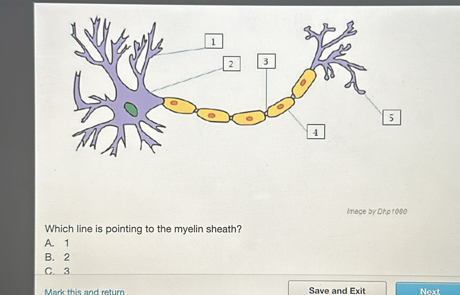 Solved: Image by Dhp 1080 Which line is pointing to the myelin sheath ...