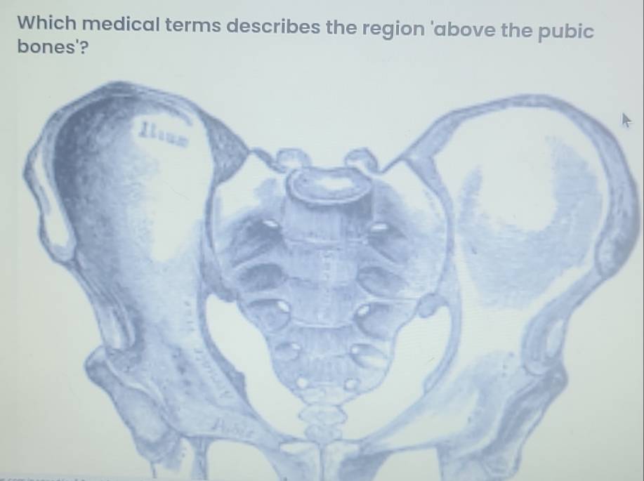 Solved: Which medical terms describes the region 'above the pubic bones ...