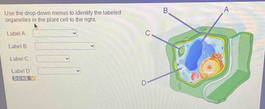 Solved: Use the drop-down menus to identify the labeled organelles in the plant cell to the ...