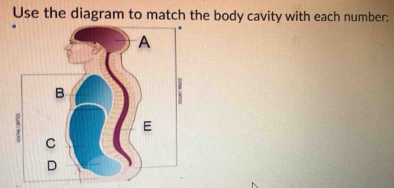 Solved: Use the diagram to match the body cavity with each number ...