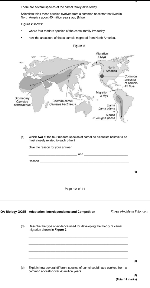 Solved: There are several species of the camel family alive today ...