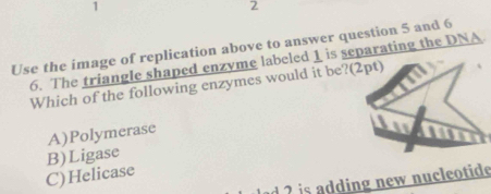 Solved: 1 2 Use the image of replication above to answer question 5 and ...