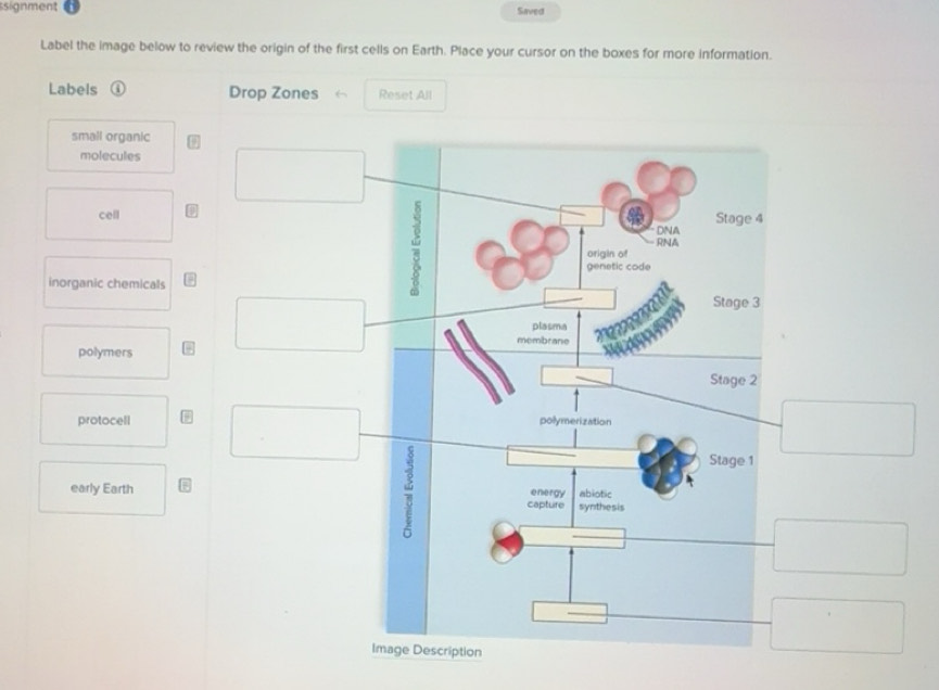 Solved: ssignment Saved Label the image below to review the origin of ...