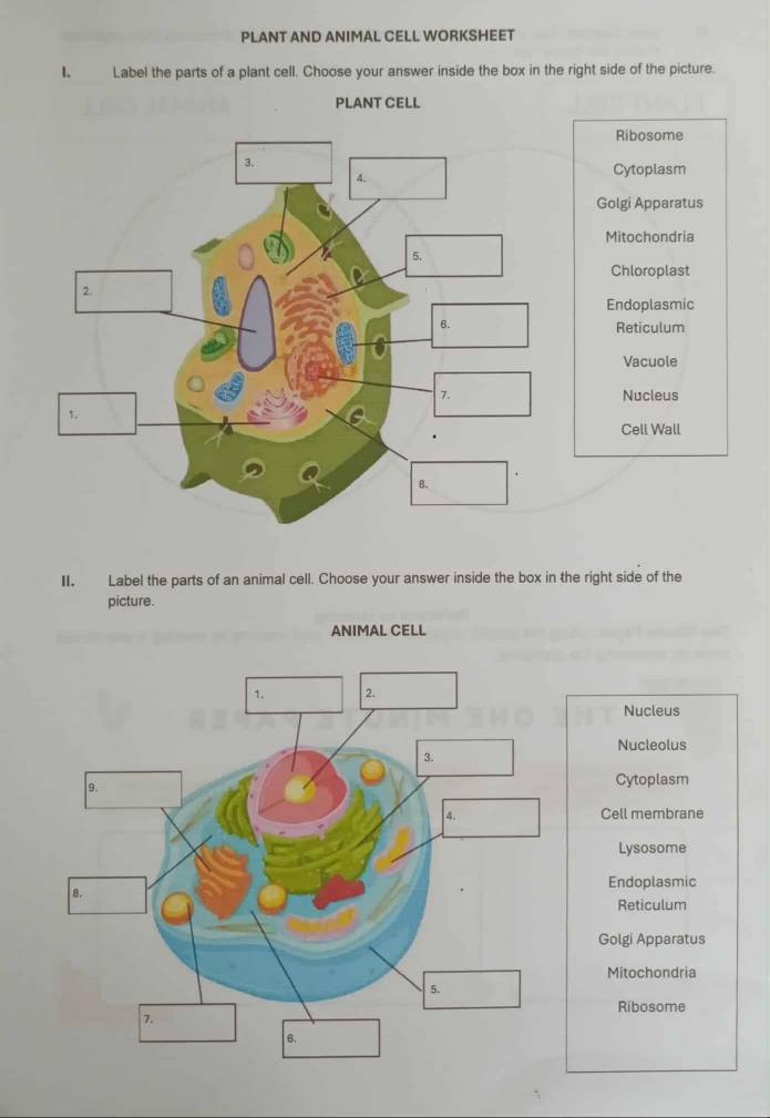 Solved: PLANT AND ANIMAL CELL WORKSHEET I Label the parts of a plant ...