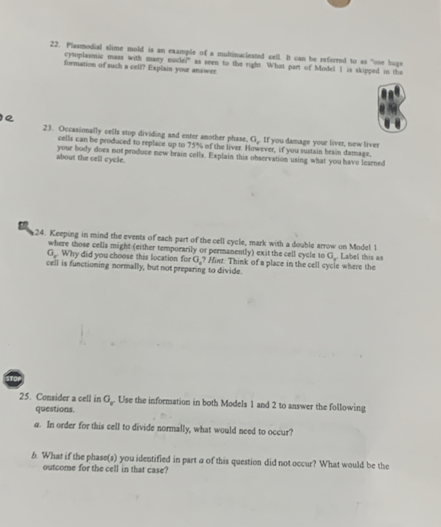 Solved: Plasmodial slime mold is an example of a multinucleated cell ...