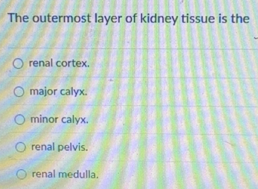 Solved: The outermost layer of kidney tissue is the renal cortex. major calyx. minor calyx ...