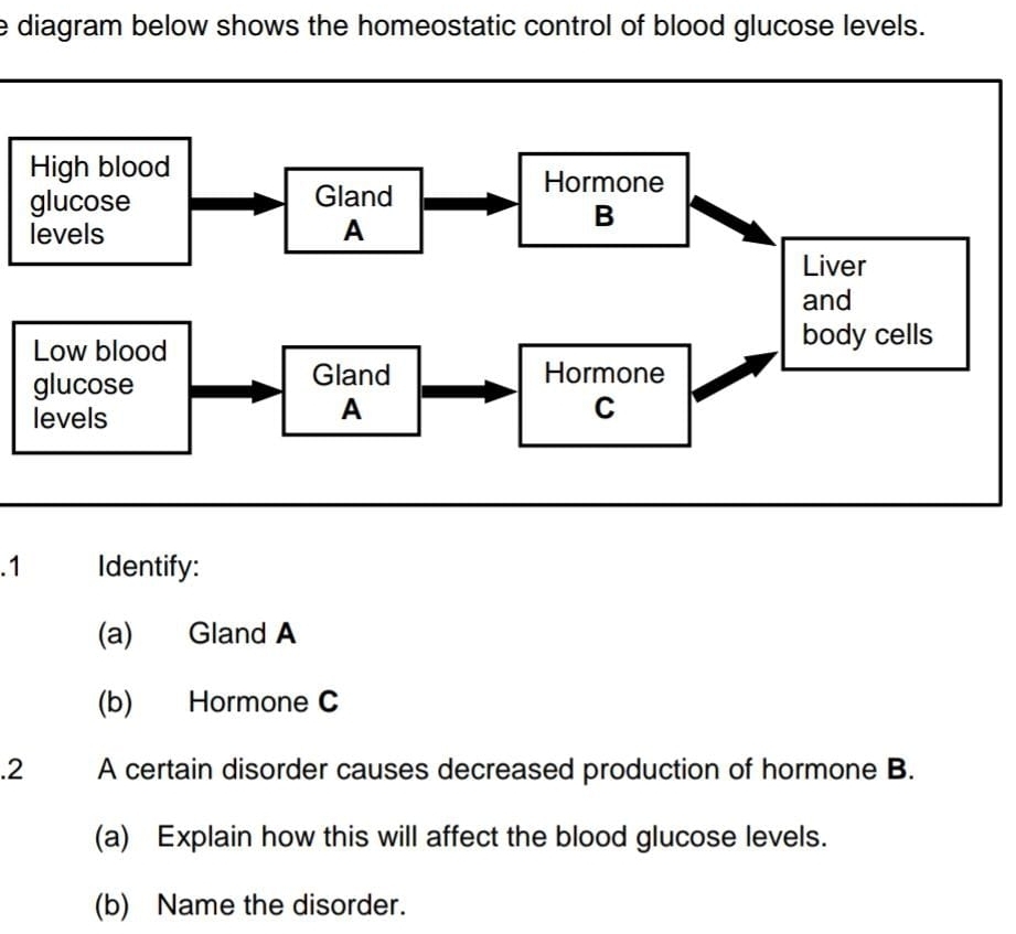Solved: diagram below shows the homeostatic control of blood glucose ...