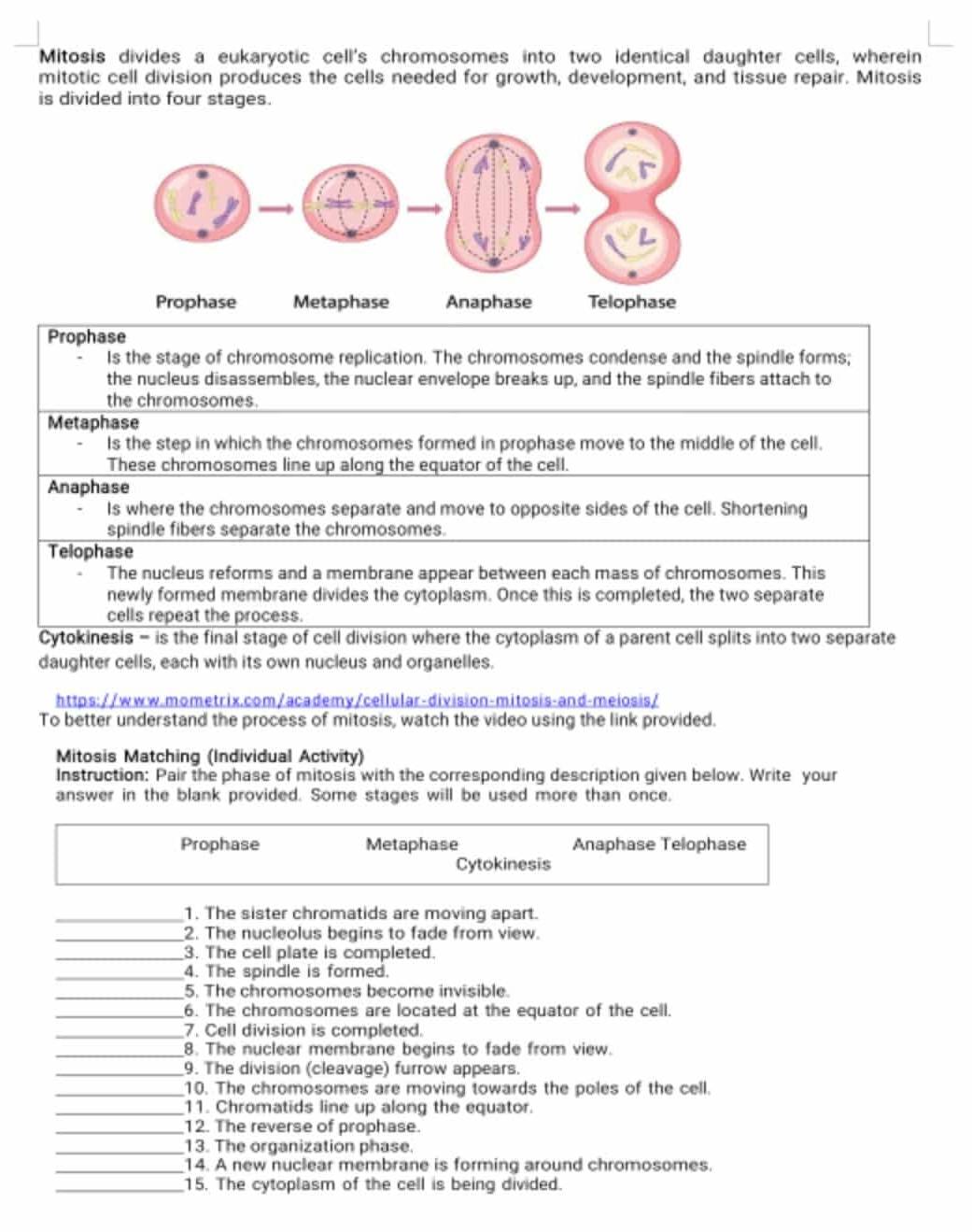 Solved: Mitosis divides a eukaryotic cell's chromosomes into two ...