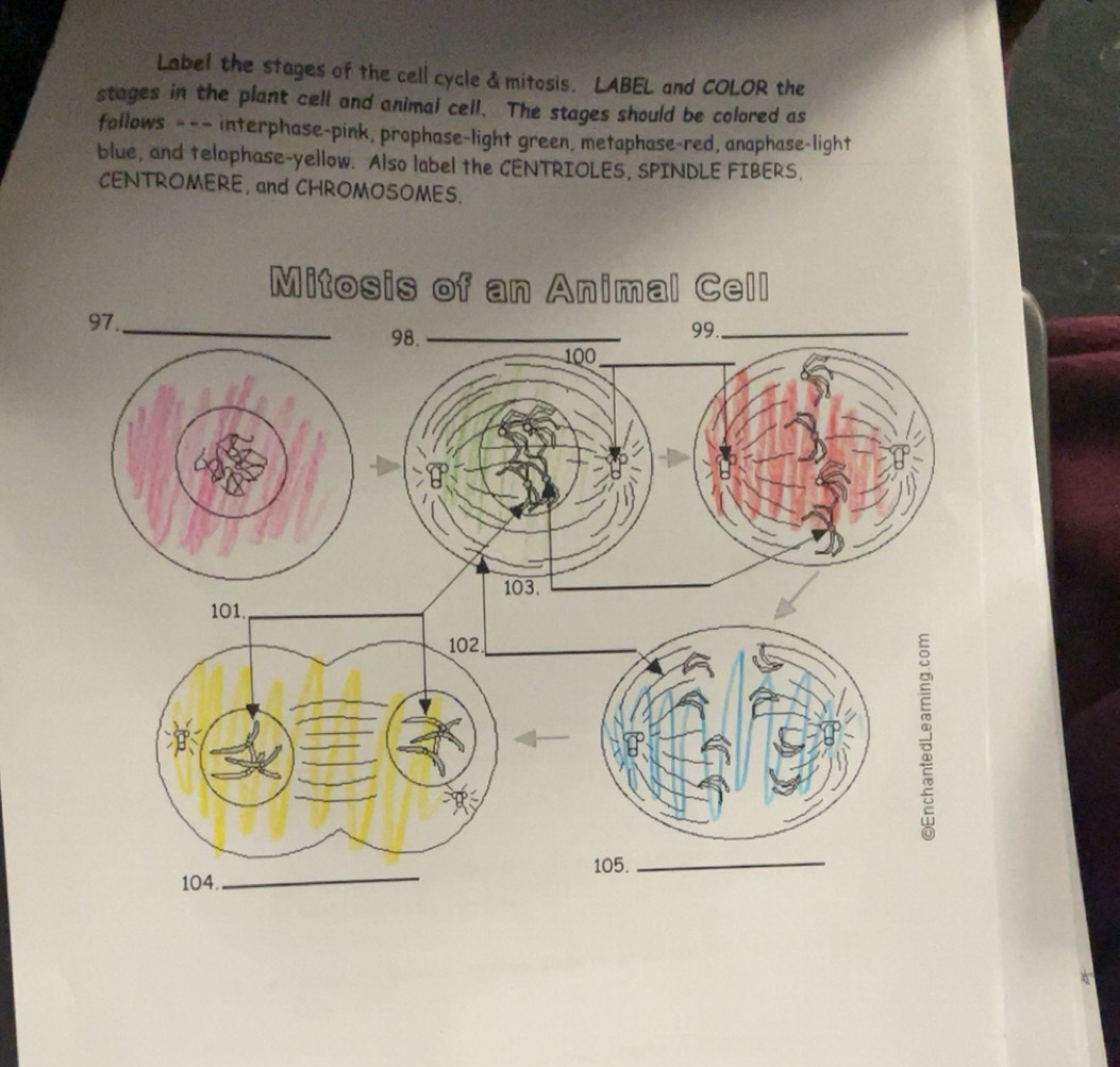 Gelöst:Label the stages of the cell cycle & mitosis. LABEL and COLOR ...