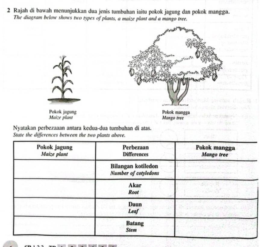 Selesai:Rajah di bawah menunjukkan dua jenis tumbuhan iaitu pokok ...