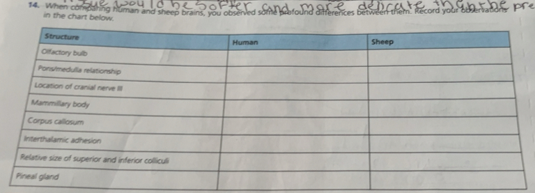Solved: When comparing human and sheep brains, you observed some ...