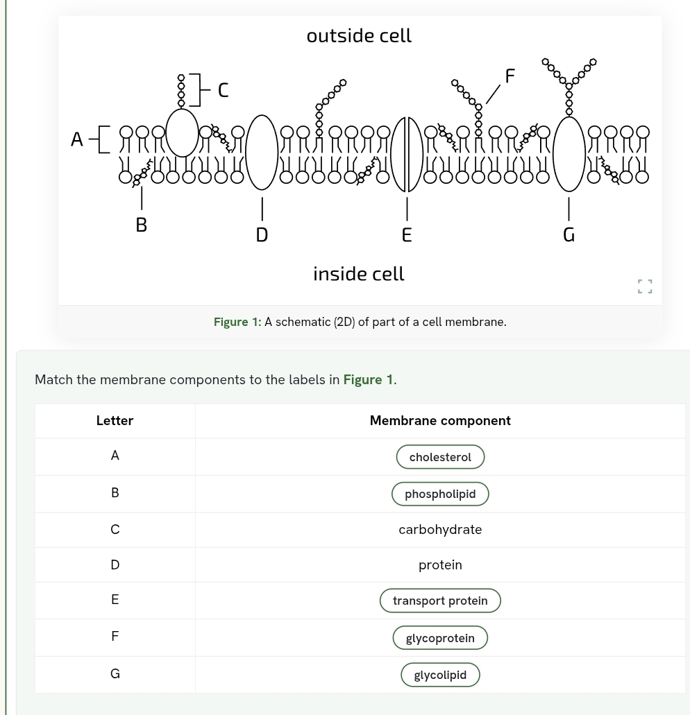 Solved: outside cell inside cell Figure 1: A schematic (2D) of part of ...