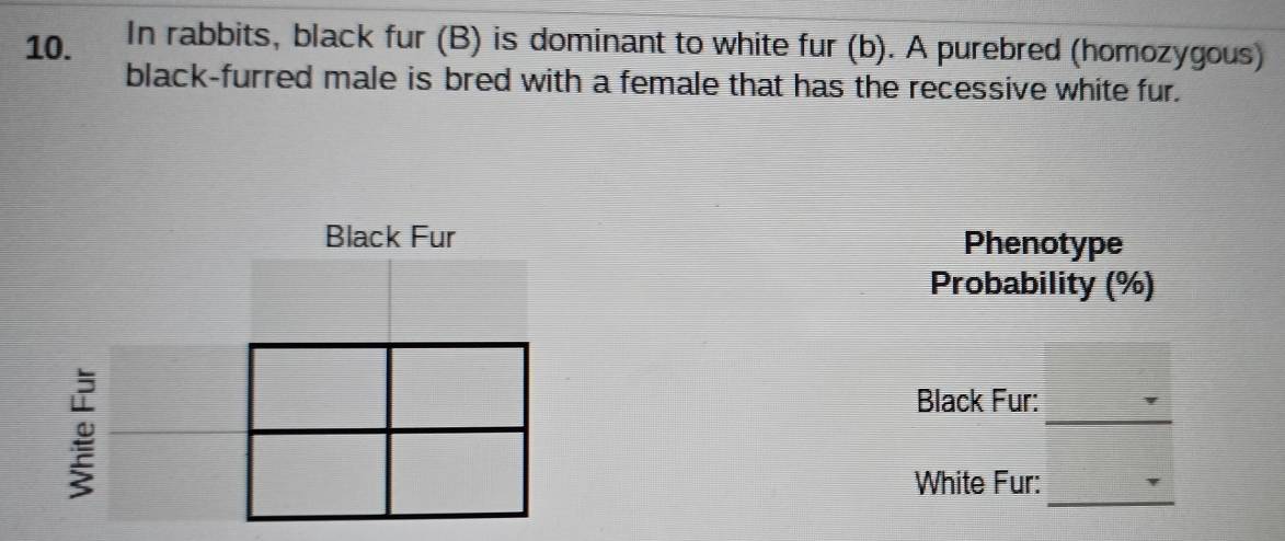 Solved: In rabbits, black fur (B) is dominant to white fur (b). A ...