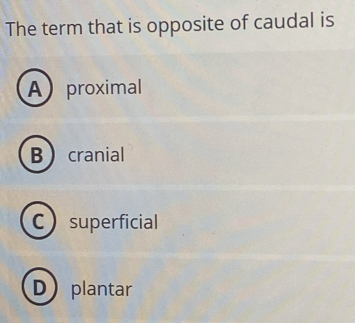 Solved: The term that is opposite of caudal is A proximal Bcranial C ...