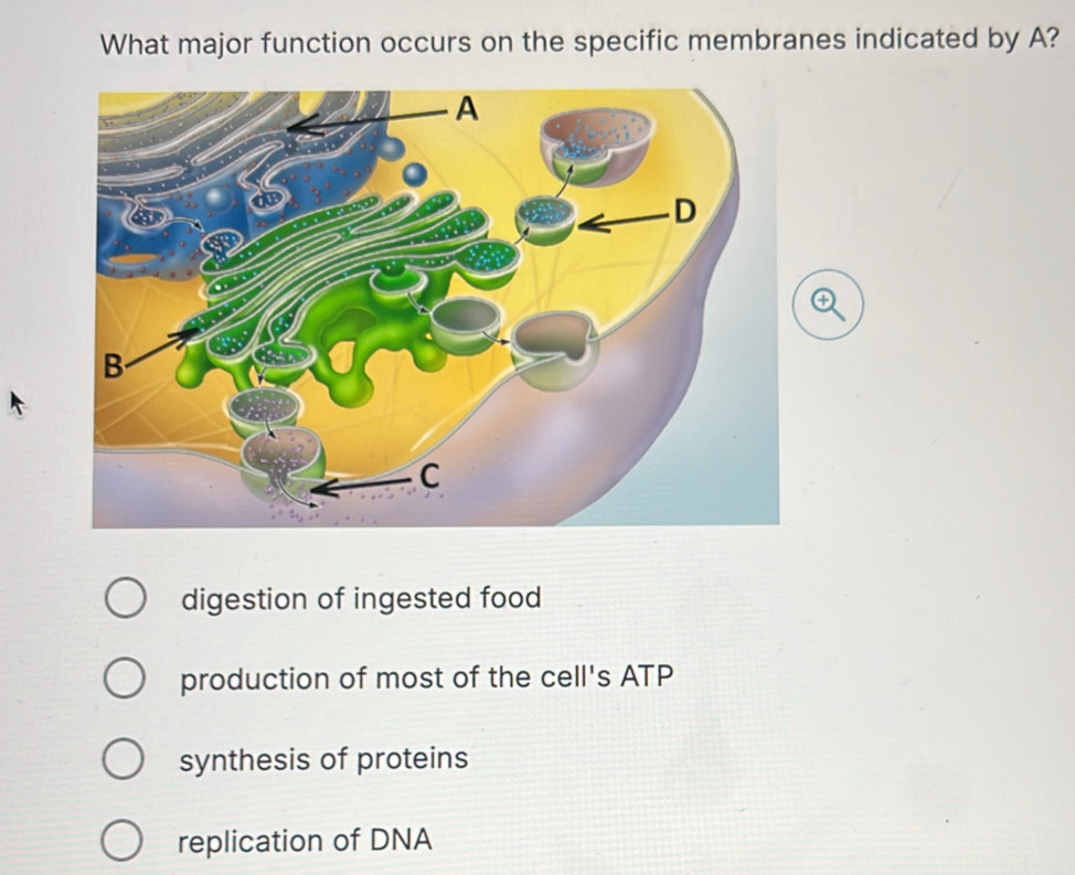 Solved: What major function occurs on the specific membranes indicated ...