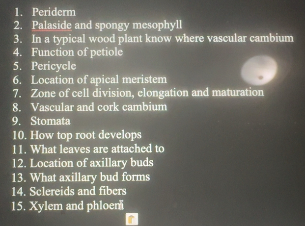 Solved: Periderm 2. Palaside and spongy mesophyll 3. In a typical wood ...