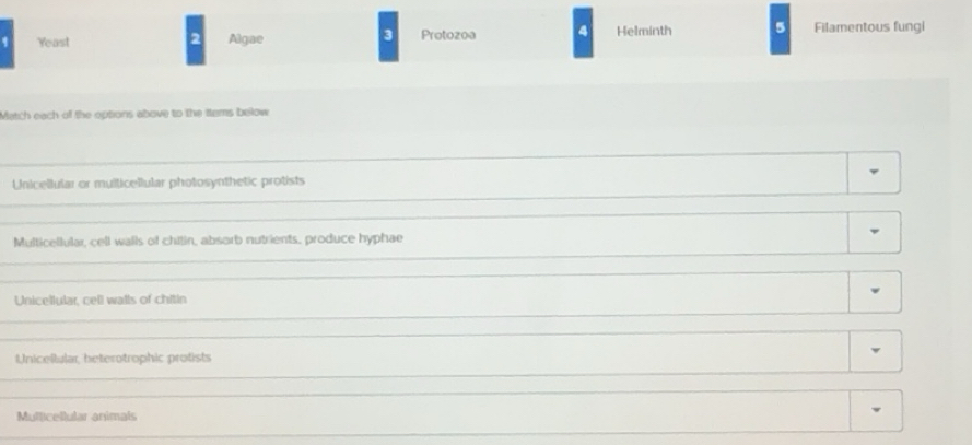 Solved: 1 Yeast Algae Protozoa 4 Helminth 5 Filamentous fungi 2 3 Match ...