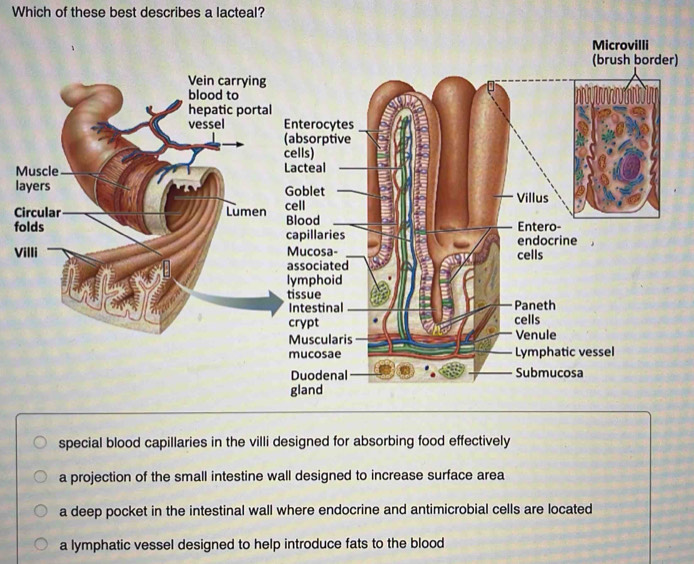 Solved: Which of these best describes a lacteal? r) l f V special blood ...