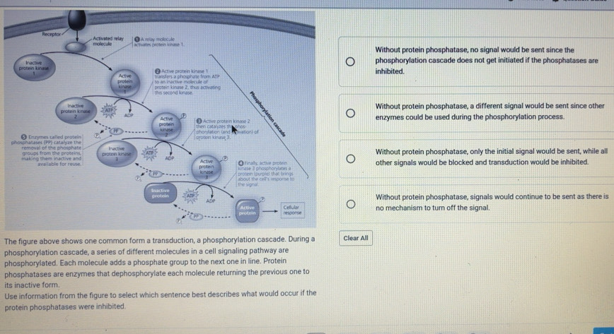 Solved: Without protein phosphatase, no signal would be sent since the ...