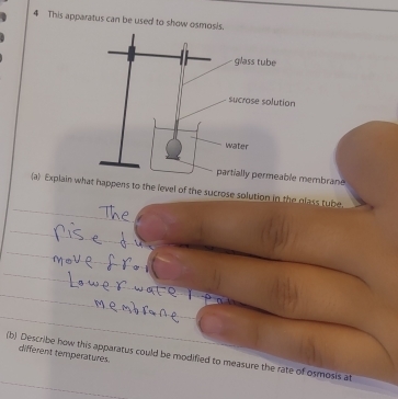 تم الحل:This apparatus can be used to show osmosis. glass tube sucrose ...