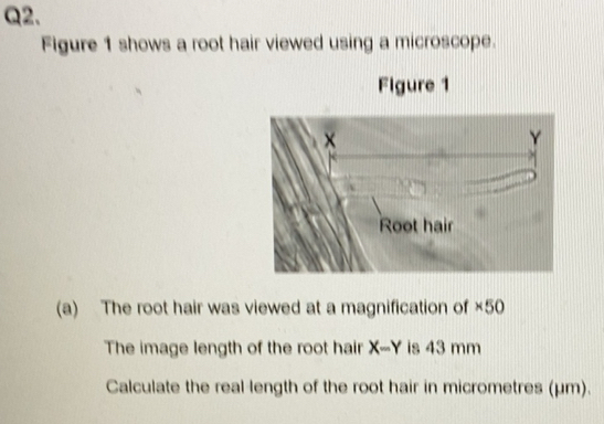 Gelöst:Figure 1 shows a root hair viewed using a microscope. Figure 1 ...