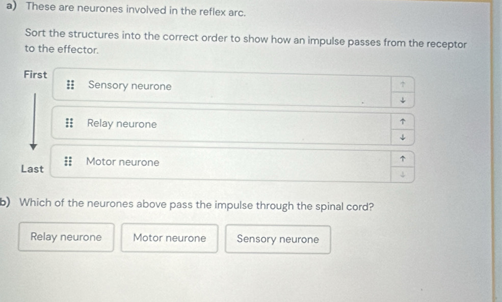 Solved: These are neurones involved in the reflex arc. Sort the ...
