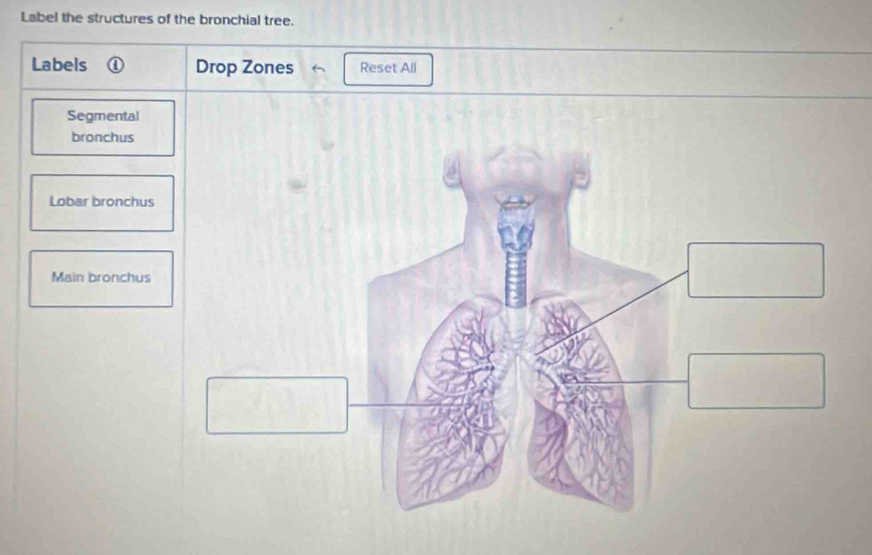 Solved: Label the structures of the bronchial tree. Labels ( Drop Zones ...