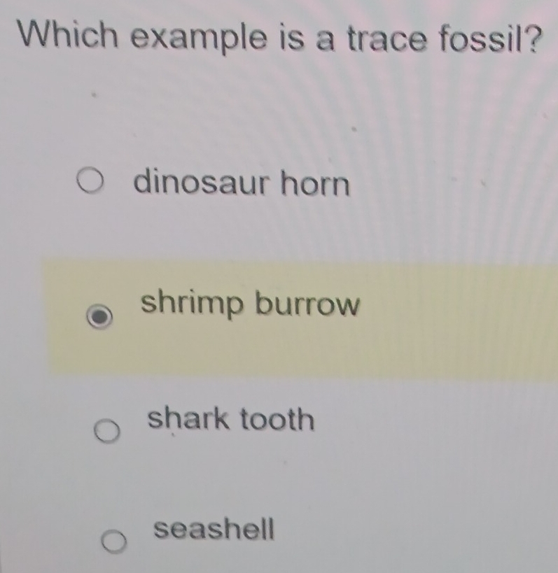 Solved: Which example is a trace fossil? dinosaur horn shrimp burrow ...