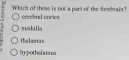 Solved: Which of these is not a part of the forebrain? cerebral cortex ...