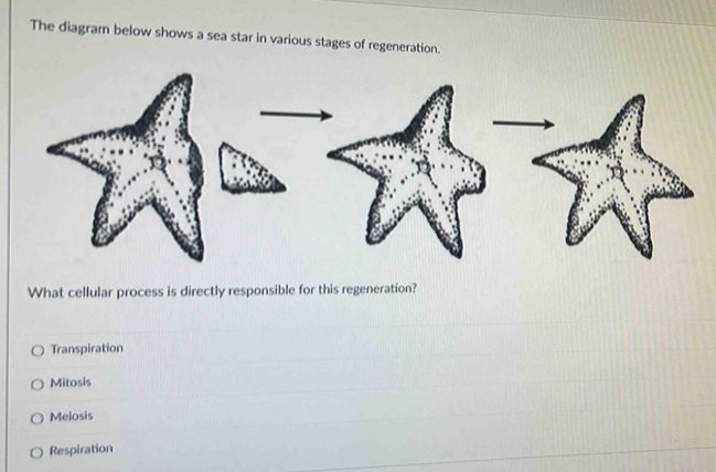 Solved: The diagram below shows a sea star in various stages of ...