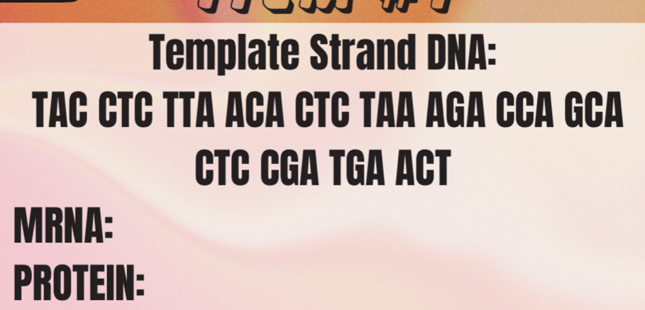 Solved: Template Strand DNA: TAC CTC TTA ACA CTC TAA AGA CCA GCA CTC ...