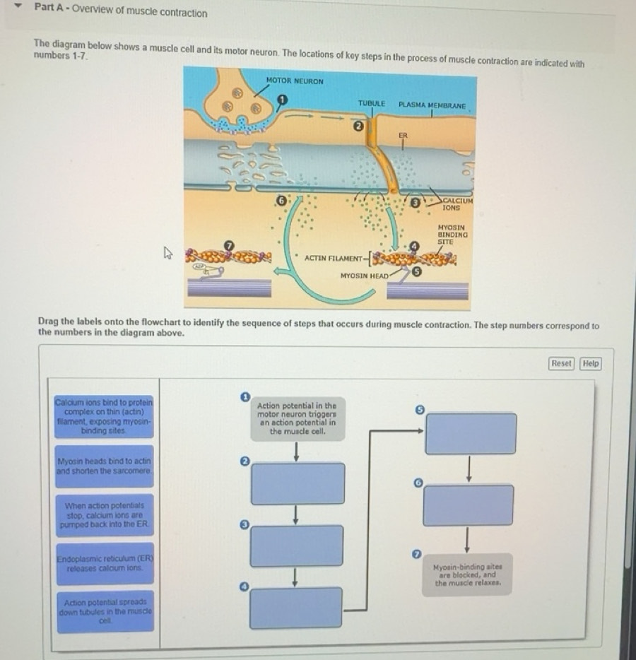 Solved: Overview of muscle contraction The diagram below shows a muscle ...
