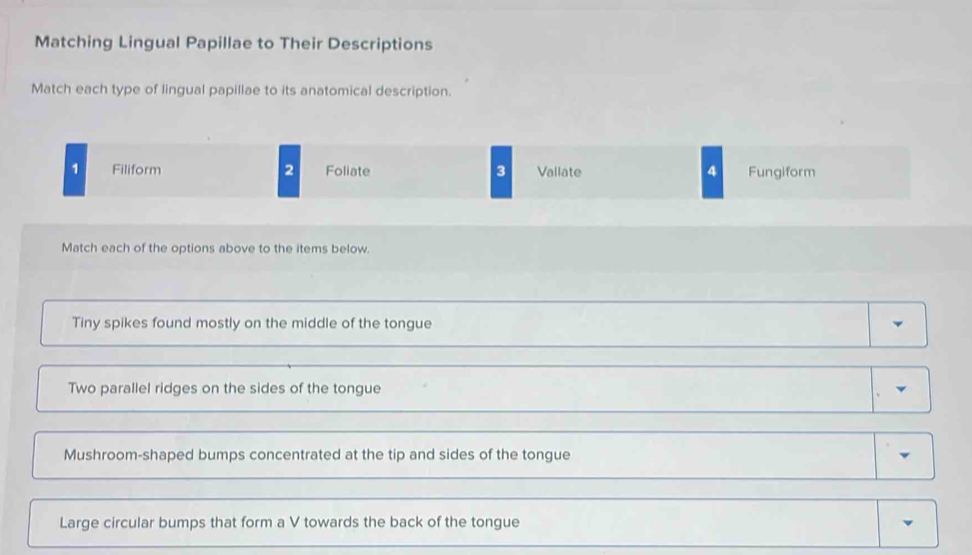 Solved: Matching Lingual Papillae to Their Descriptions Match each type ...