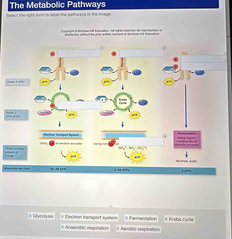 Solved: The Metabolic Pathways Select the right term to label the pathways in the image. Copyrig ...