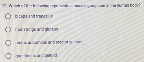 Solved: Which of the following represents a muscle group pair in the ...