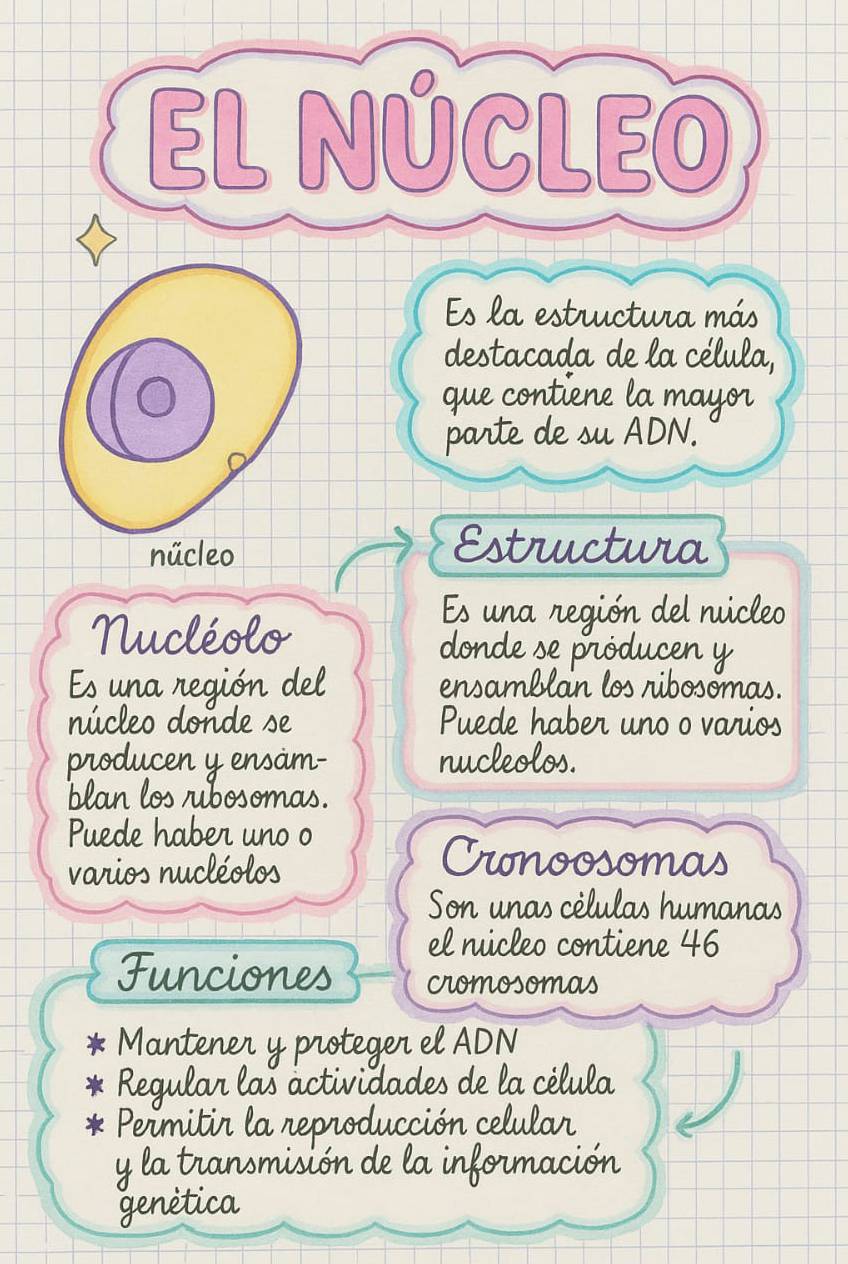 Resuelto:EL NÚCLEO Es la estructura más destacada de la célula, que ...