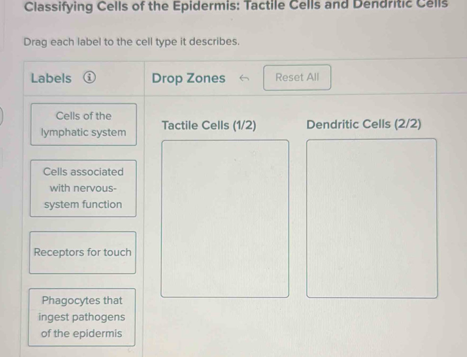Solved: Classifying Cells of the Epidermis: Tactile Cells and Dendritic ...