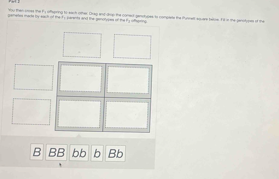 Solved: You then cross the F_1 offspring to each other. Drag and drop ...