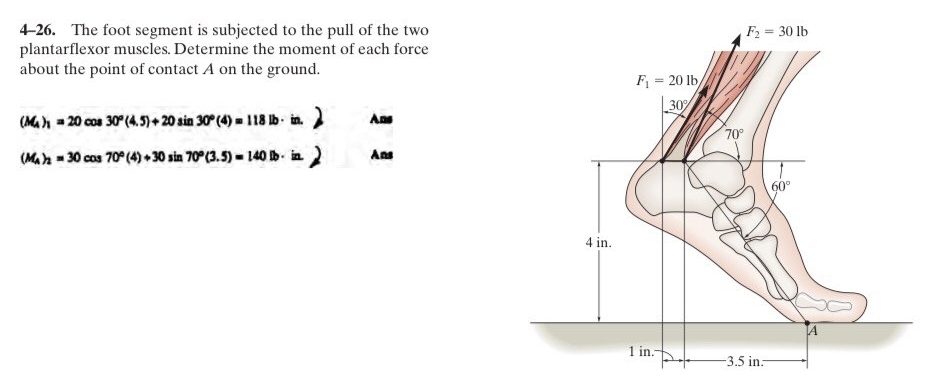 Solved: 4-26. The foot segment is subjected to the pull of the two ...