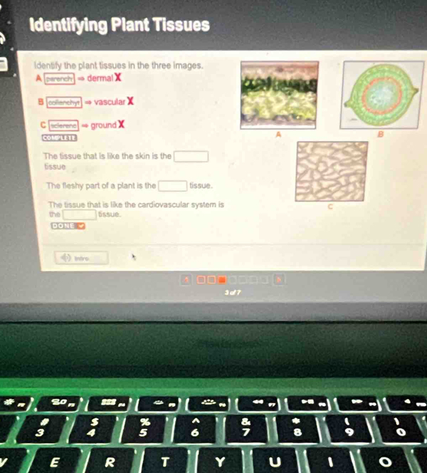 Solved: Identifying Plant Tissues Identify the plant tissues in the ...