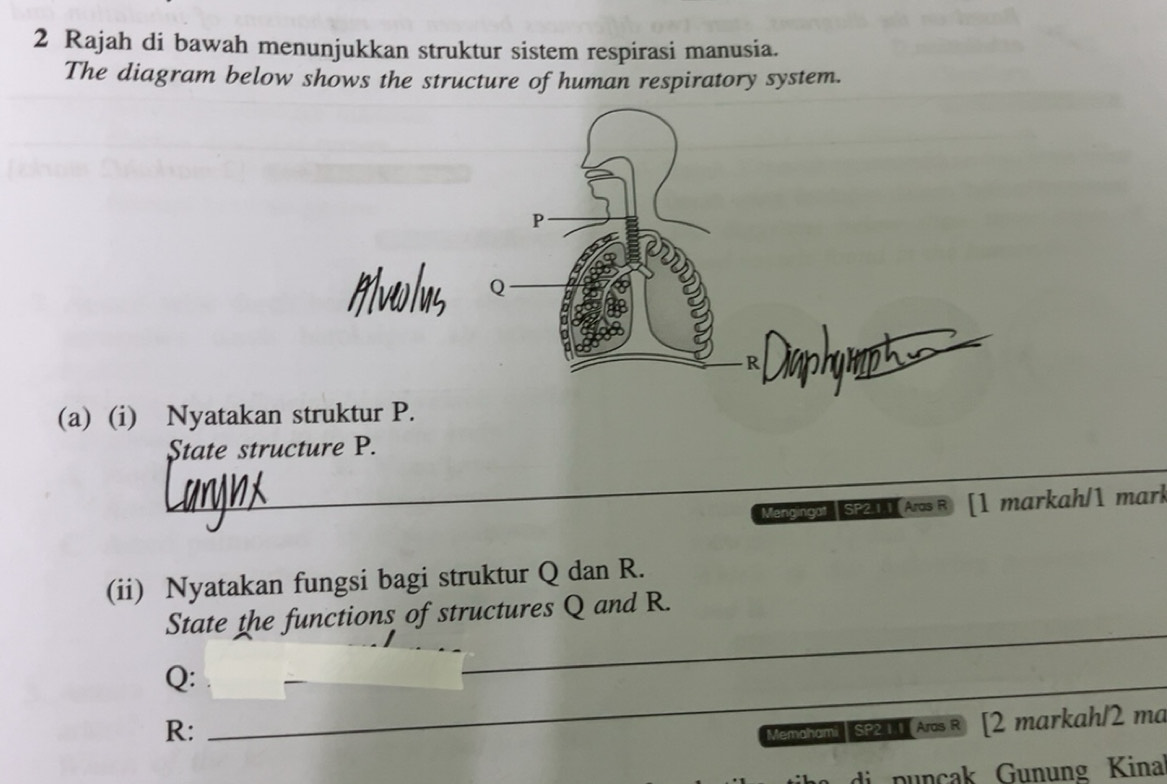 Selesai:Rajah di bawah menunjukkan struktur sistem respirasi manusia ...