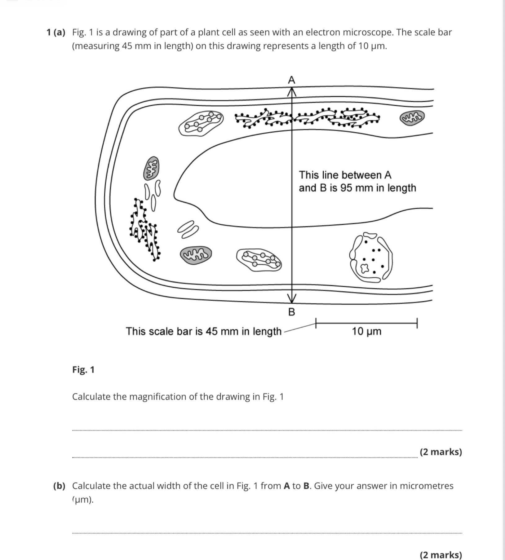 Selesai:1 (a) Fig. 1 is a drawing of part of a plant cell as seen with ...